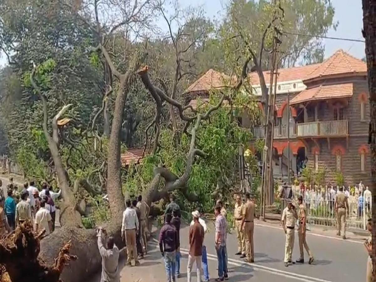 कोल्हापूर सर्किट बेंचसमोर भले मोठे झाड कोसळले; दोघे जखमी, दुचाकींचा ...
