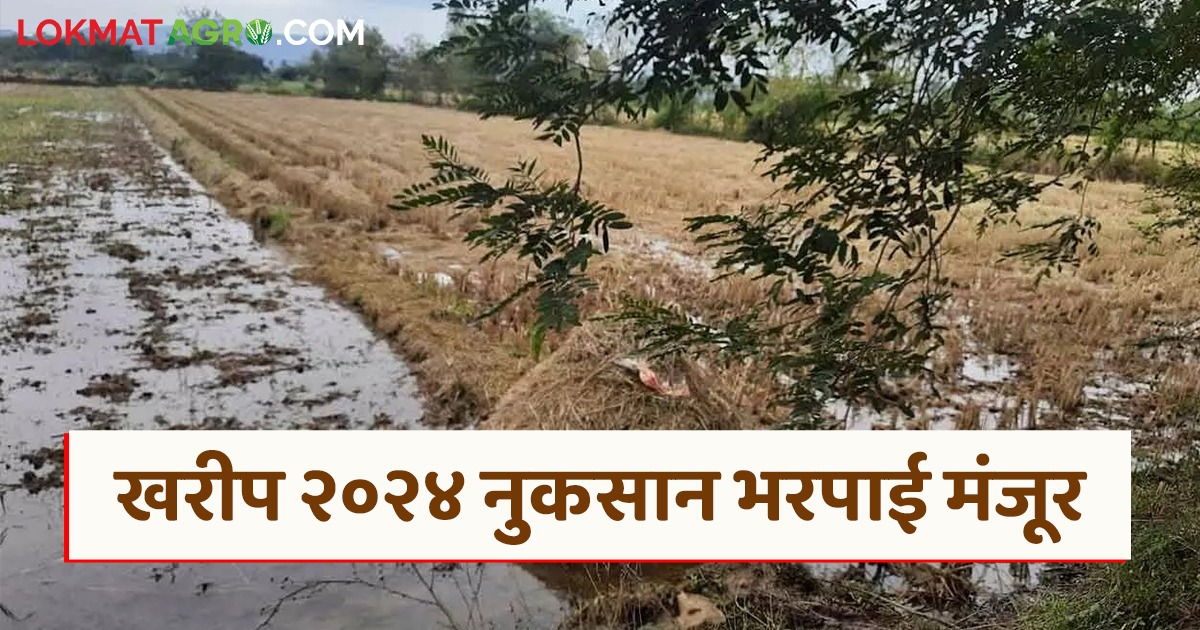 Nuksan Bharpai : खरीप 2024 ची नुकसान भरपाई मंजूर, इथे वाचा जिल्हानिहाय ...