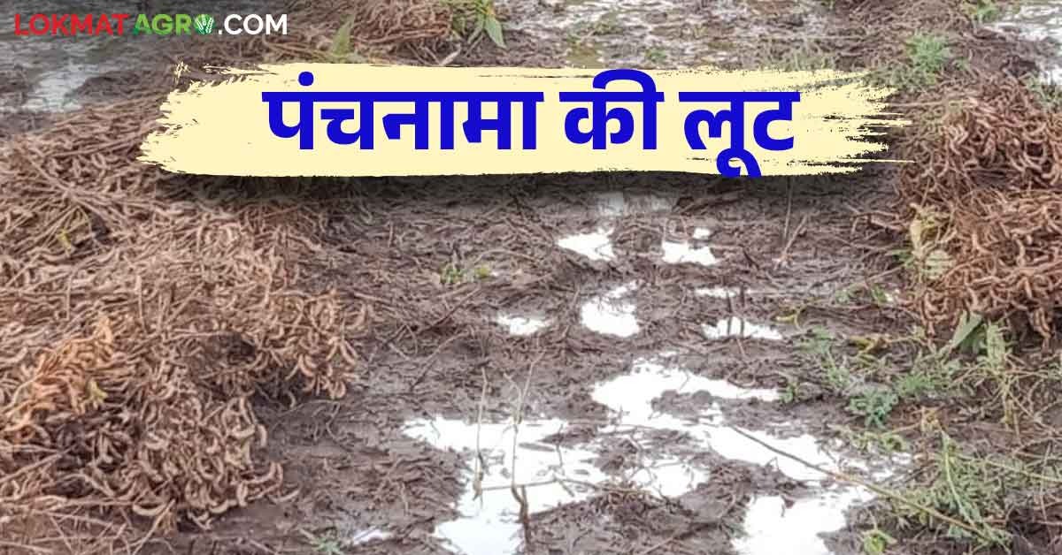 Pik Panchnama : पीक पंचनाम्यासाठी शेतकऱ्यांची होतेय लूट कशी वाचा ...