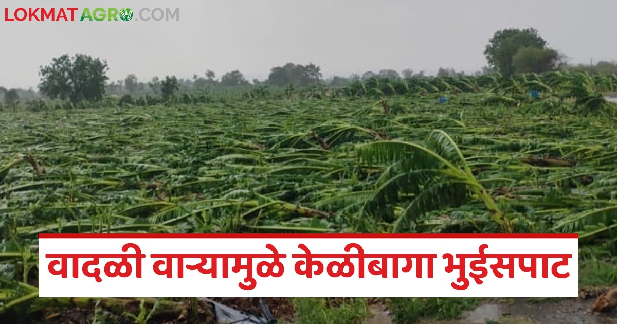 पावसाने राज्यातील दीड लाख एकर पिकांना फटका; कृषिमंत्री भरणे यांनी केली ...