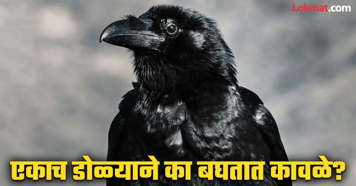 २ डोळे असूनही एकाच डोळ्याने का बघतात कावळे? जाणून घ्या यामागचं कारण ...