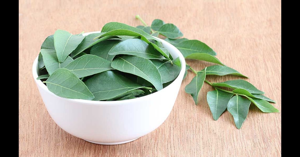 Curry Leaves: सकाळी झोपेतून उठल्यावर आवर्जून खा कढीपत्त्याची पाने ...