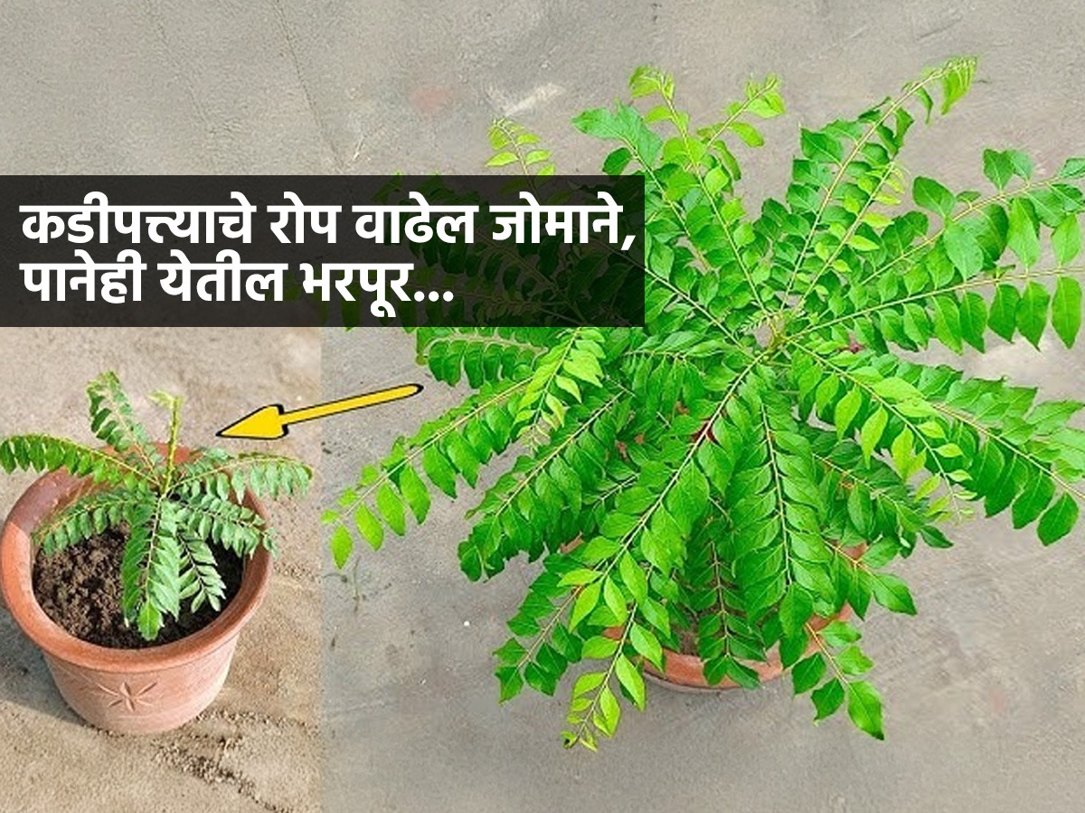कडीपत्त्याच्या रोपाला पानचं येत नाहीत ? ५ घरगुती ट्रिक्स - हिरव्यागार ...