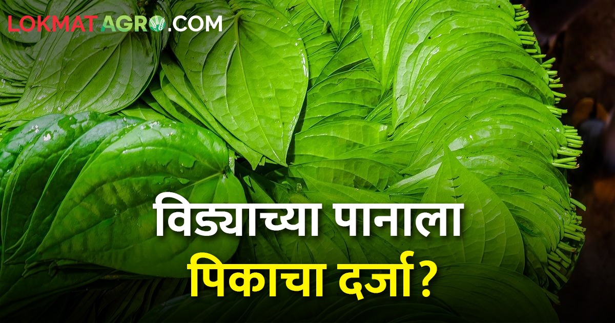 विड्याच्या पानाला पिकाचा दर्जा? विमा संरक्षणाचीही मागणी | Crop quality ...