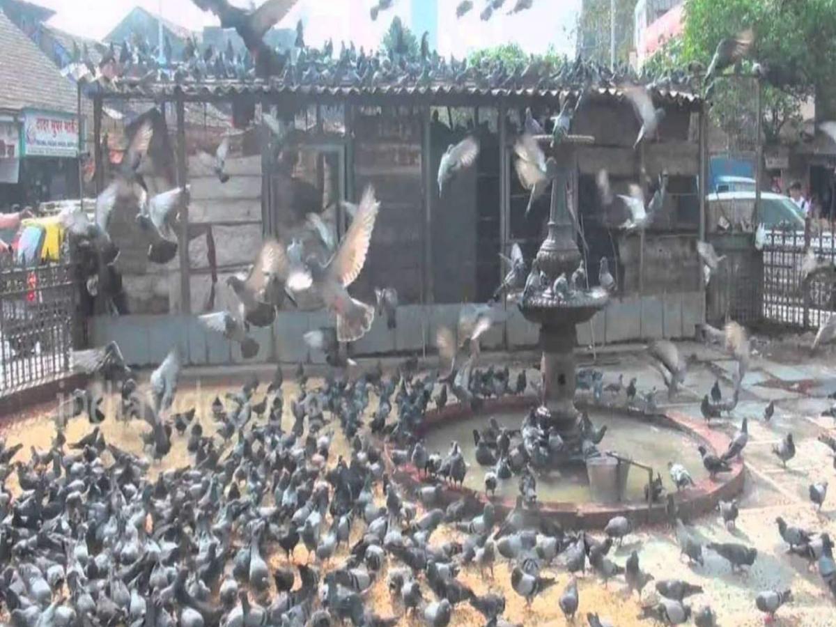 कबुतरखान्यावरून वादाचे दावे-प्रतिदावे Mumbai Marathi News | High Court ...
