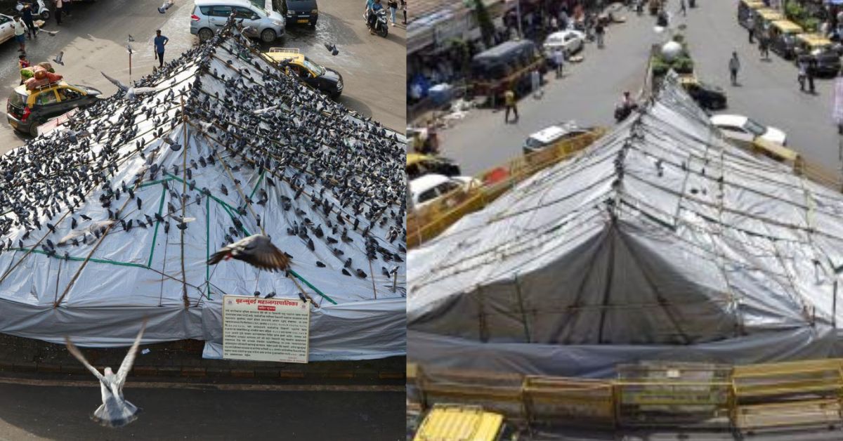 गेली कबुतरे कुणीकडे? दाणे विक्रेत्यांनीही गाशा गुंडाळला; दादरचा ...