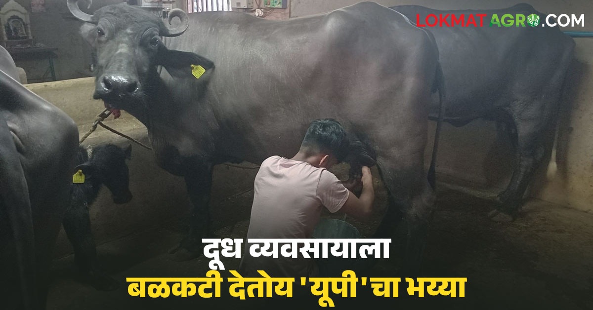 Dairy Farm Kolhapur : 'यूपी'मधला भय्या राबतोय गोठ्यात.. म्हणूनच आमचा ...
