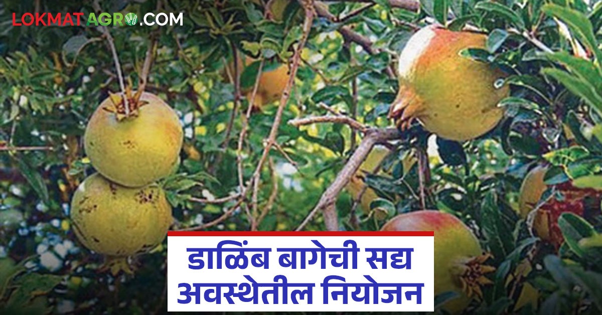 Dalimb Bag : डाळिंब बागेत नवीन पालवी किंवा फुलकळीच्या अवस्थेत काय ...