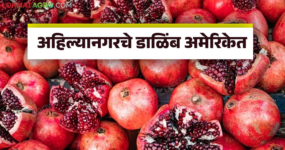 Dalimb Niryat : अहिल्यानगरहुन 14 टन डाळींब समुद्रमार्गे अमेरिकेत ...