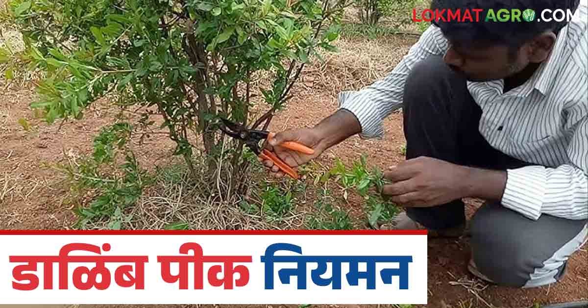 Pomegranate Crop Management : जानेवारी-फेब्रुवारी काळात डाळिंब पिकाची ...