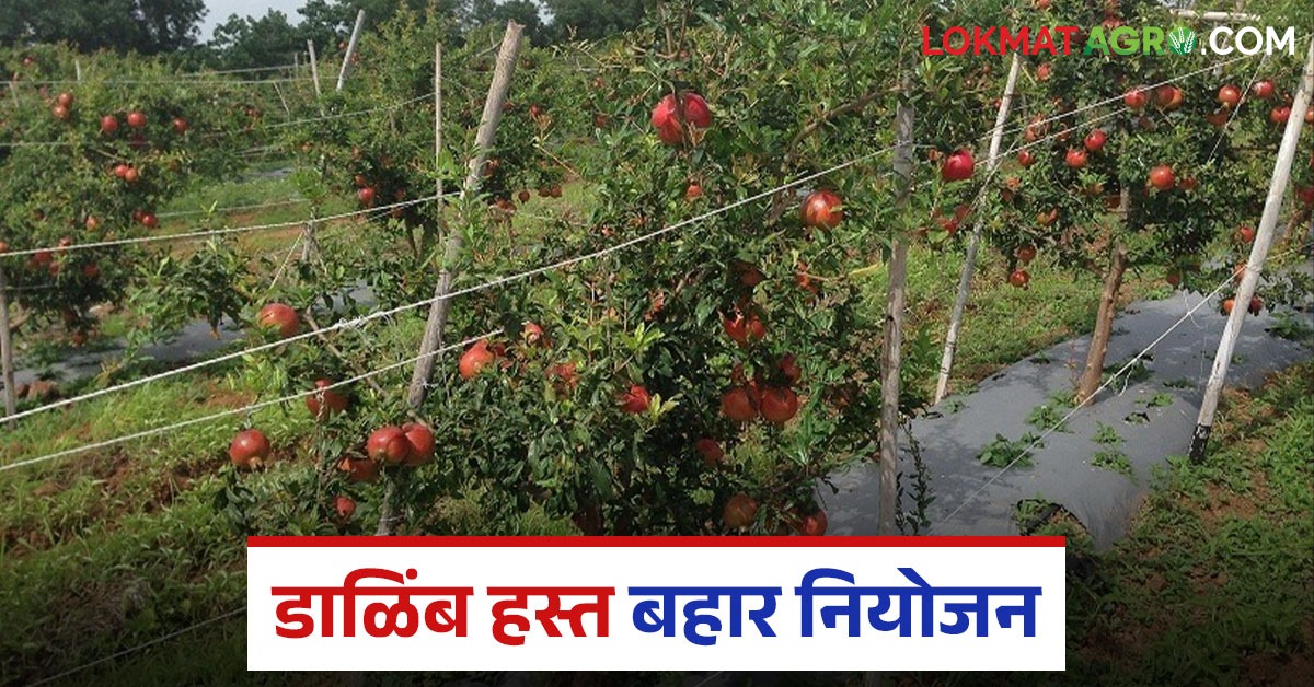 डाळिंबातील हस्त बहारात चांगल्या सेटिंगसाठी काय नियोजन करावे, वाचा ...