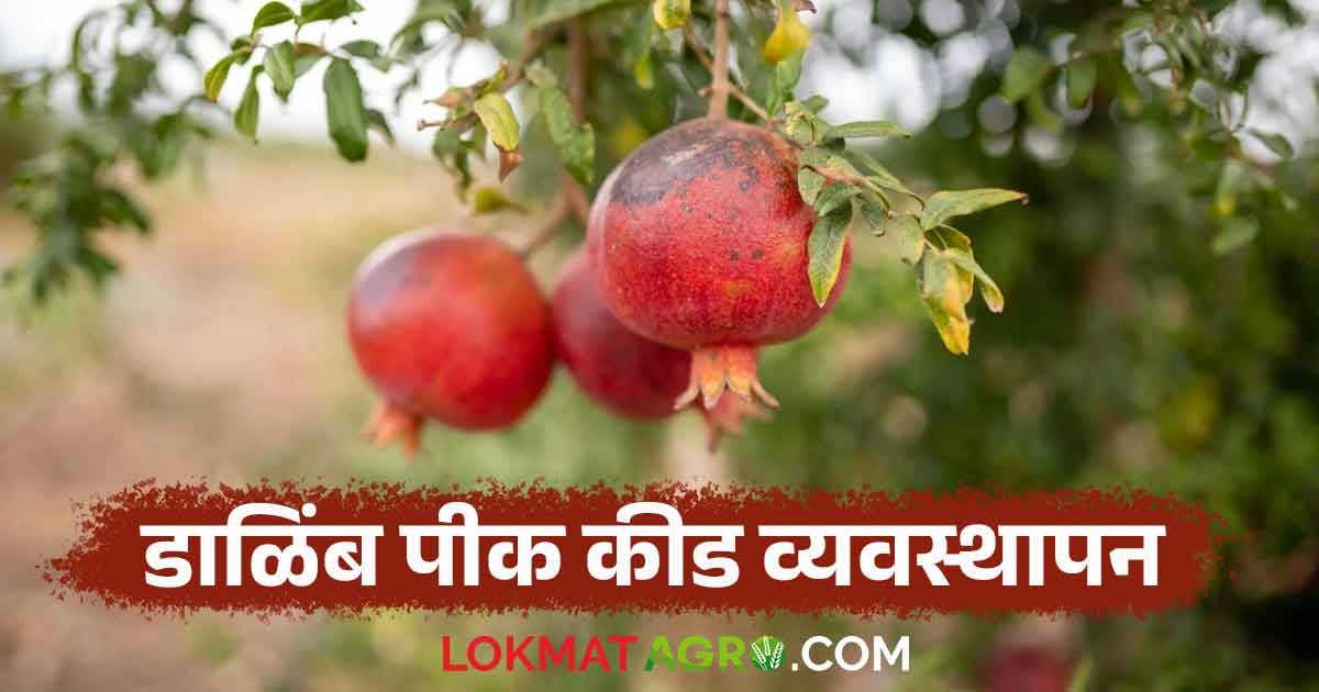 Dalimb Disease : डाळिंबावरील फळ पोखरणारी अळी, रस शोषणारे भुंगेरे यांचा ...