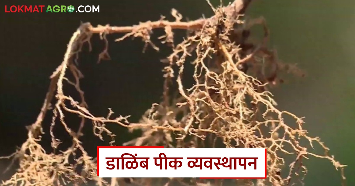 Dalimb Farming : डाळिंबावर सूत्रकृमीचा प्रादुर्भाव झाल्यास काय कराल ...