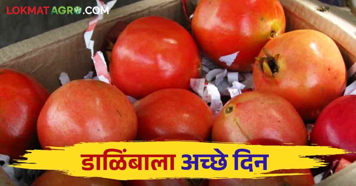 Dalimb Market : फळबाजारात घटली डाळिंबाची आवक किलोला कसा मिळतोय दर ...