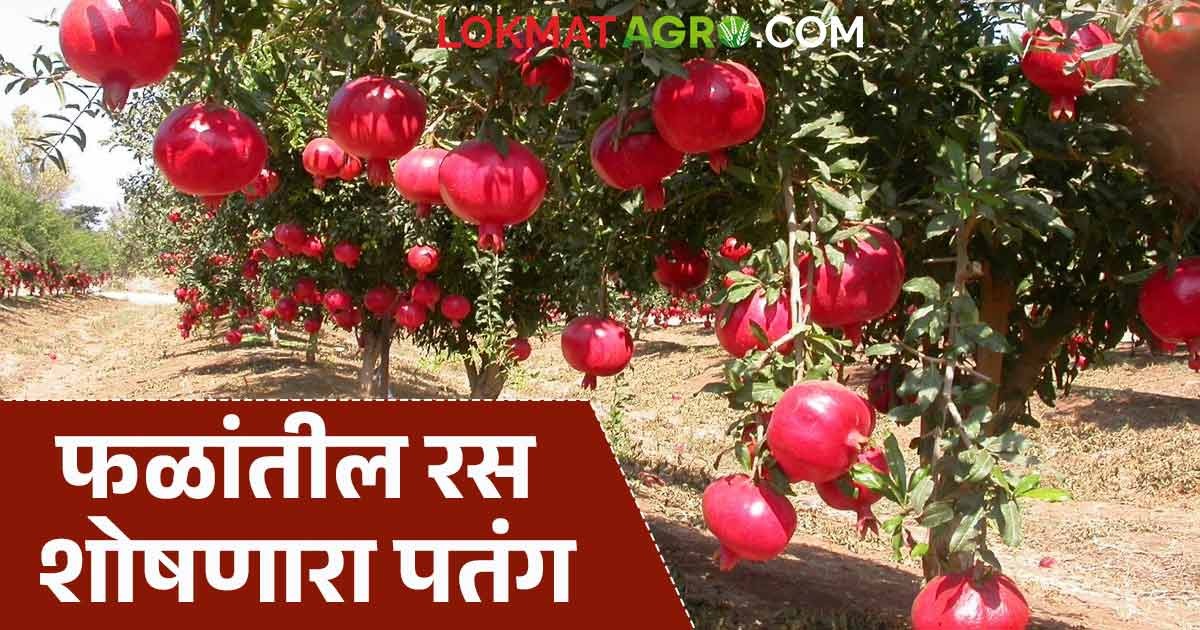 डाळिंबांवरील रस शोषणाऱ्या पतंगाचा प्रादुर्भाव रोखण्यासाठी काय उपाय ...