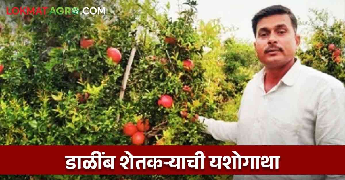 Dalimb Success Story : तीन एकर खडकाळ जमिनीत डांळीबाचा यशस्वी प्रयोग ...