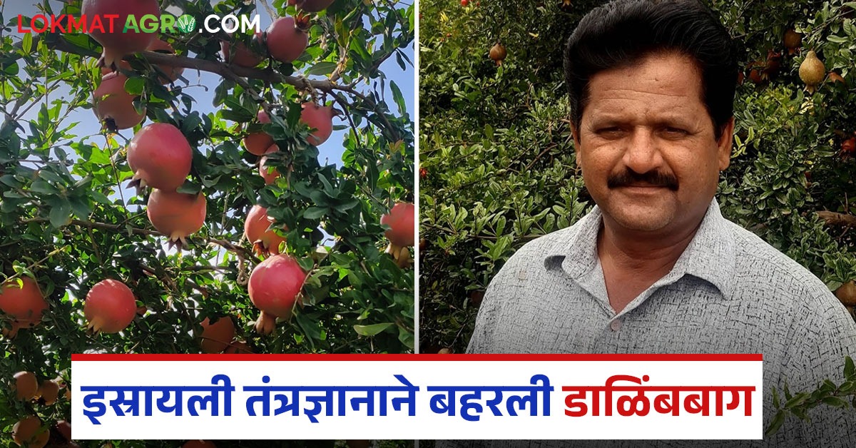 डाळिंब बागेत इस्रायली तंत्रज्ञान; प्रति एकर 7 टन उत्पादन, पाच लाखांचा ...