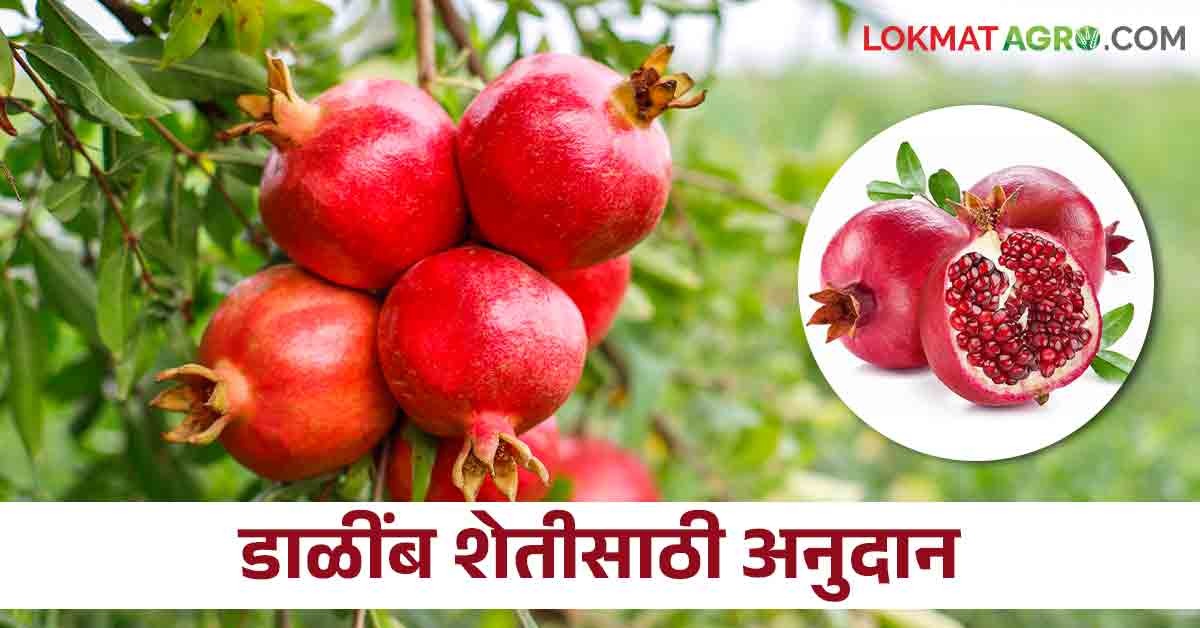 Agriculture News : डाळिंब लागवडीसाठी सलग तीन वर्ष अनुदान मिळतयं, जाणून ...