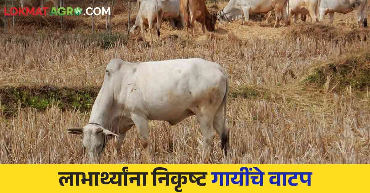 Agriculture News : योजनेतील गायींना दूधच नाही, काही दिवसांतच मृत्यू ...