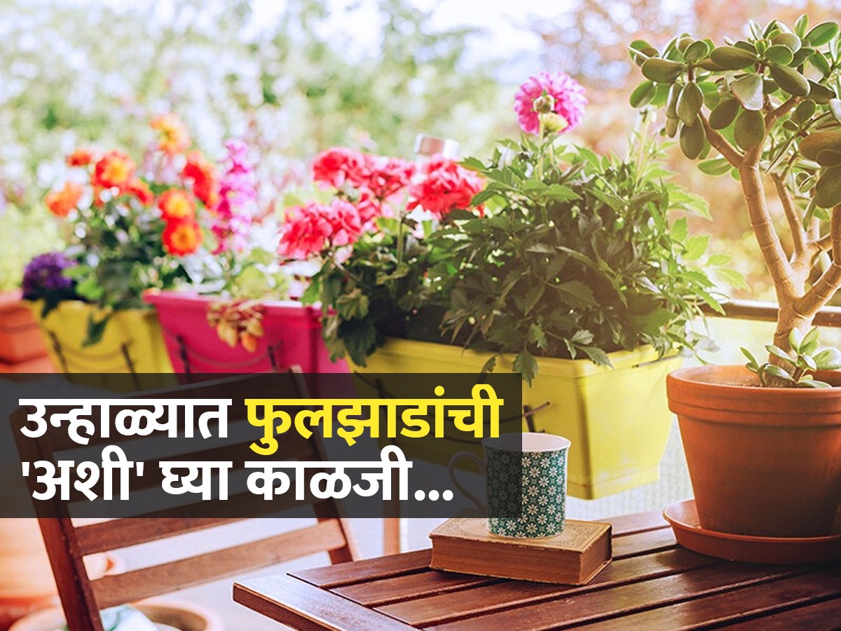 उन्हाळ्यात फुलझाडं कोमेजतात - मलूल होतात? ५ गोष्टींची घ्या काळजी ...