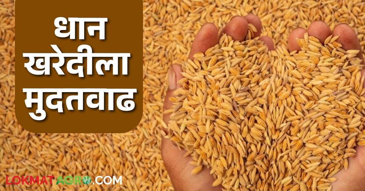 Dhan Kharedi : रब्बी हंगामातील धान खरेदीसाठी 'या' तारखेपर्यंत मुदत ...