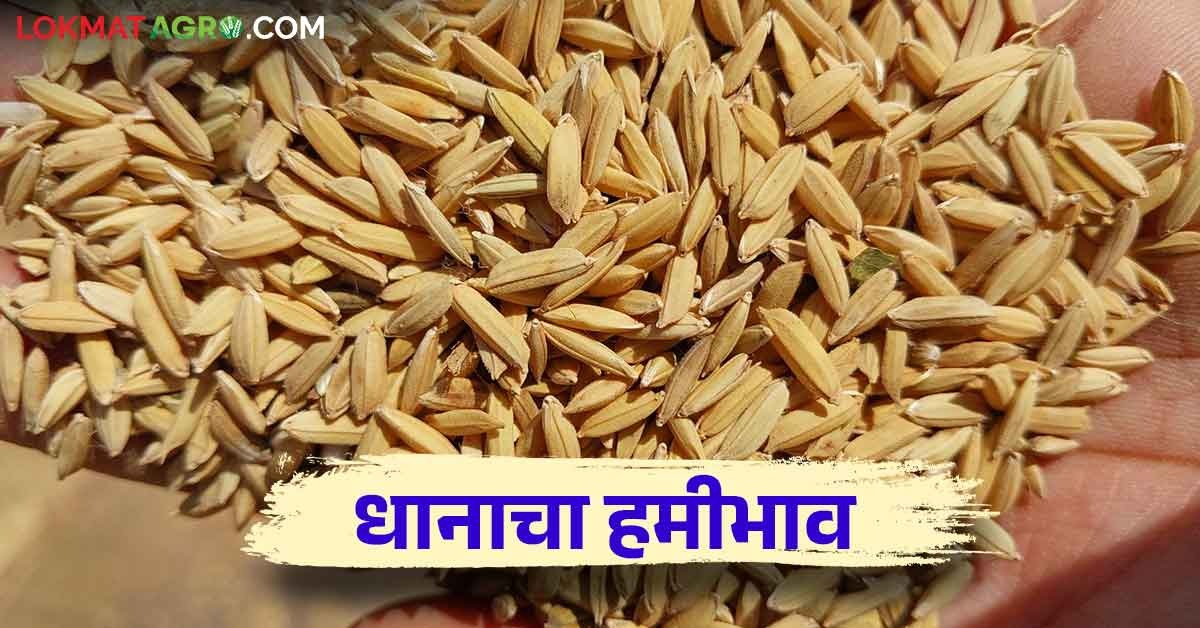 Dhan Kharedi : भात खरेदी-विक्री केंद्रांवर ऑनलाइन नोंदणी सुरू.. कसा ...