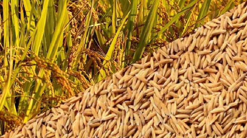 ६० लाख क्विंटल धानाची भरडाई थांबली; रब्बीतील धान खरेदी येणार अडचणीत ...