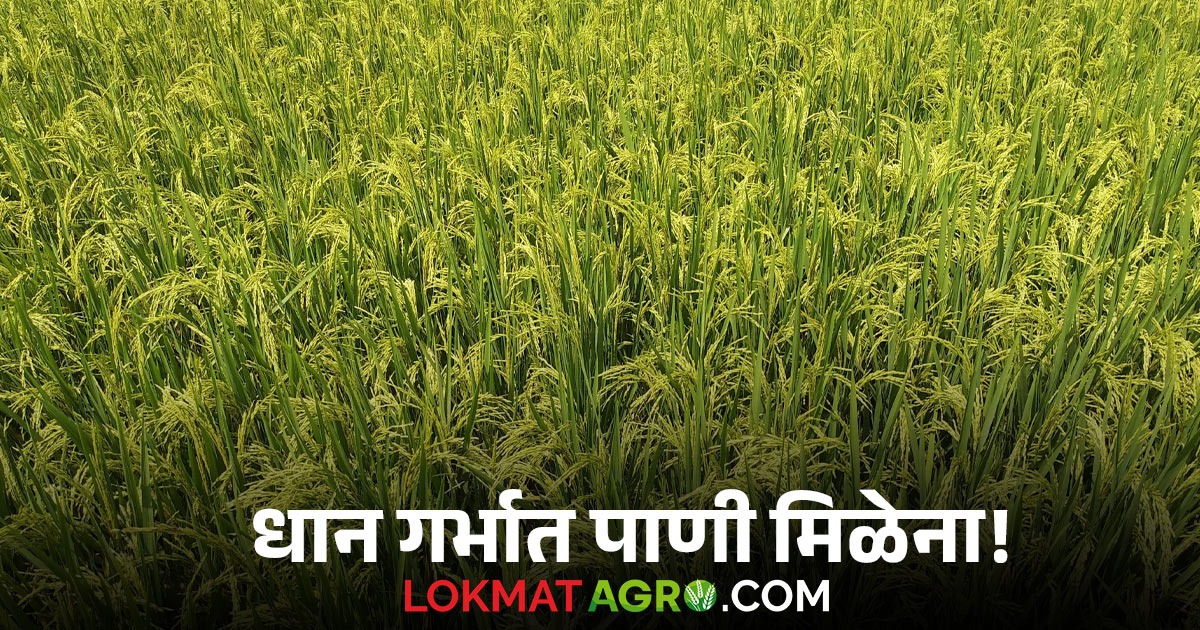 Unhali Bhat Pik : उन्हाळी भात पीक गर्भावस्थेत, पाण्याची कमी, पाणी विकत ...