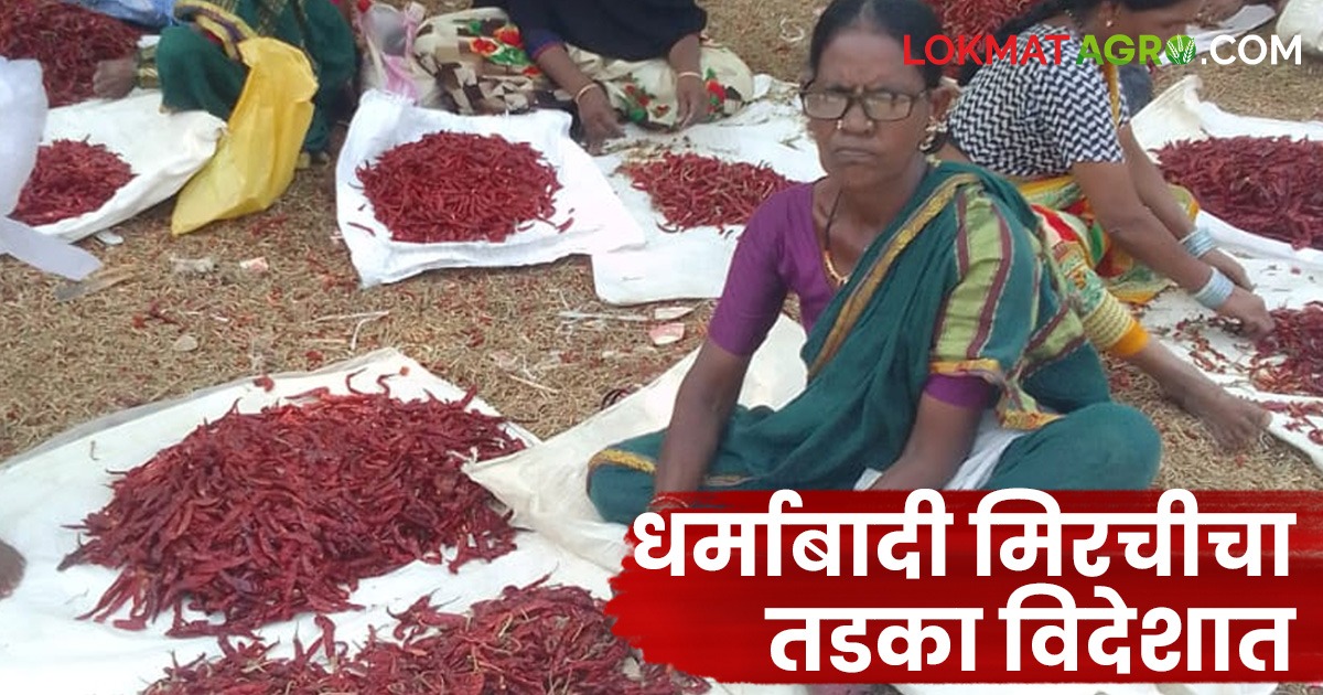 latest news Dharmabad Red Chilli demand in international market