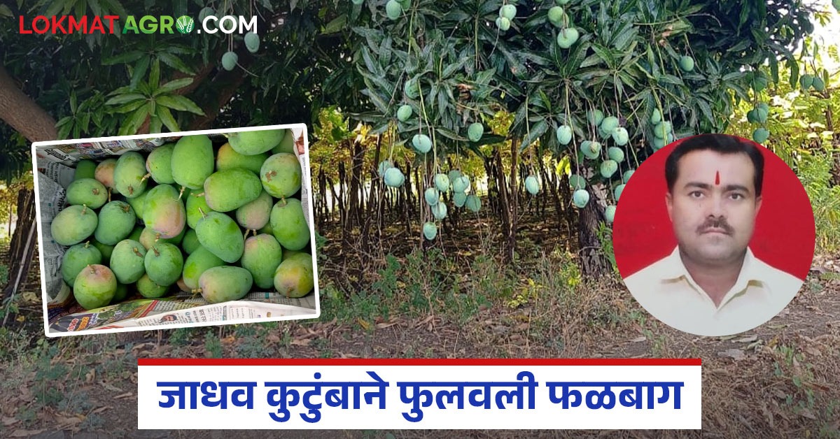 latest news Farmer Success Story about kesar mangoes read in details