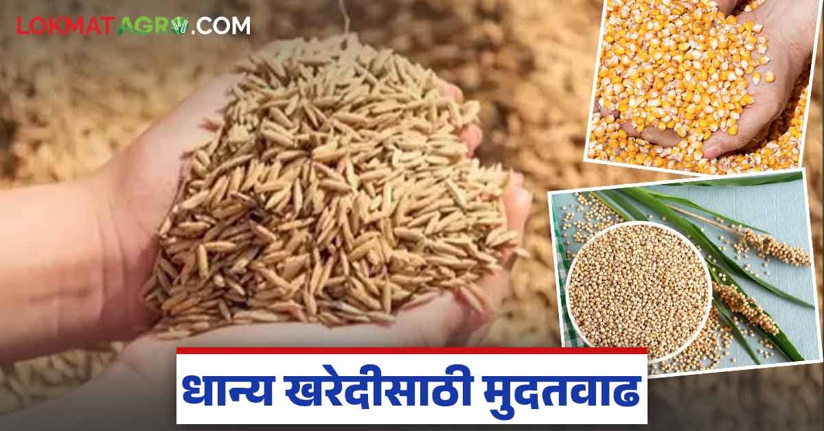 एमएसपी खरेदी योजनेंतर्गत धान, मका व ज्वारी खरेदीसाठी ऑनलाईन नोंदणीला ...