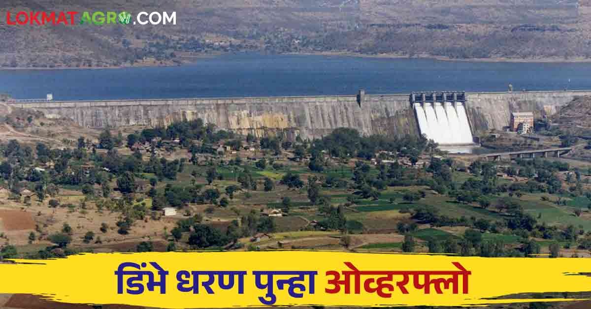 Dimbhe Dam : पावसाचा जोर वाढल्याने डिंभे धरण पुन्हा तुडुंब मोठा विसर्ग ...