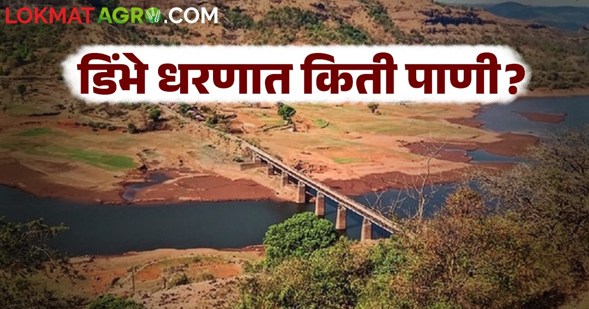 Dimbhe Dam : डिंभे धरणाचे पाणलोट क्षेत्र झाले रिकामे; आता केवळ १७.७७ ...