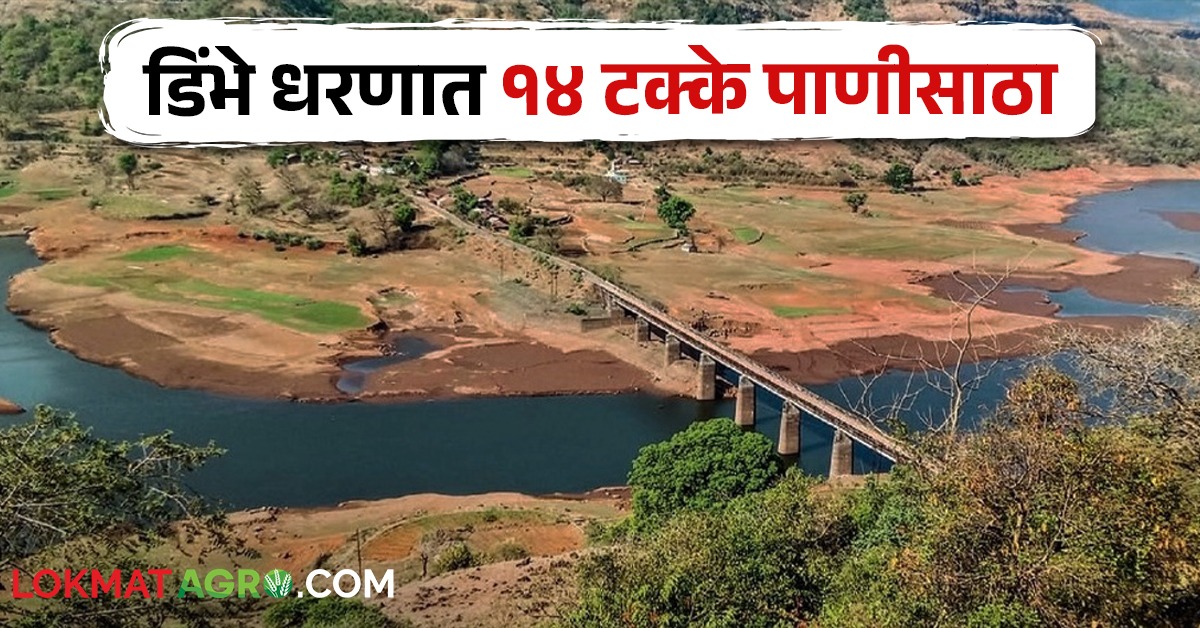 Dimbhe Dam डिंभे धरणाचे पाणलोट क्षेत्र झाले रिकामे | The catchment area ...