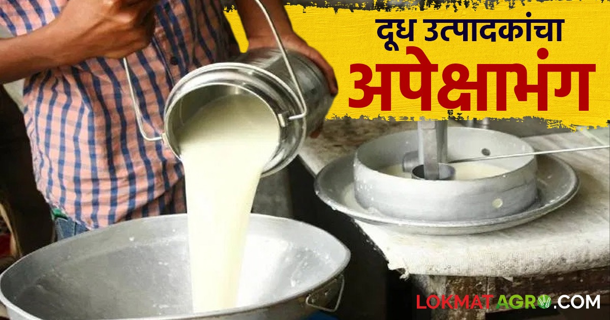 नोटीसनंतरही सुधारणा नसल्याने दूध उत्पादकांचा सोलापूर संघाकडून अपेक्षाभंग; वाचा काय आहे प्रकरण ...