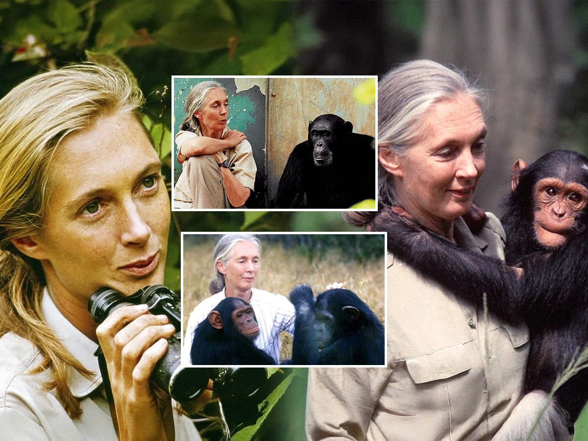 Dr. Jane Goodall : चिंपाझींवर संशोधन करणारी लोकविलक्षण संशोधक, नव्वदीत ...