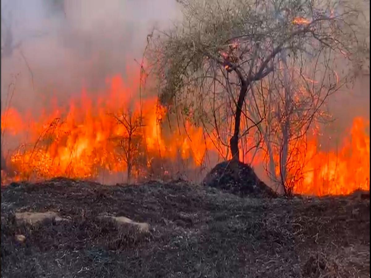 Satara: वणव्याच्या भडक्याने मान्याचीवाडी येथील हजारो हेक्टर क्षेत्र खाक ...