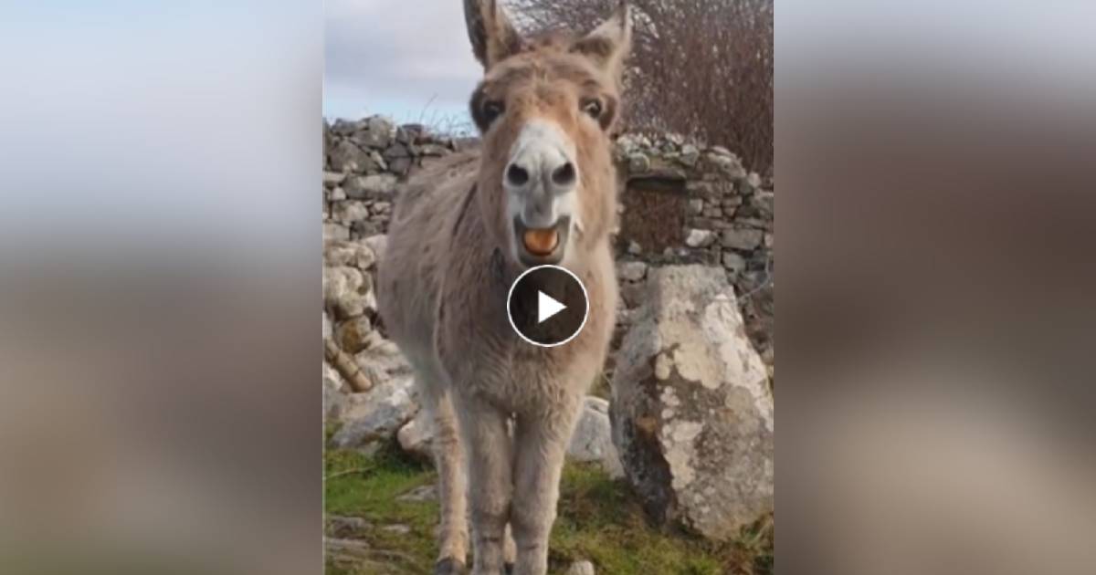 Singing Donkey Video: 'सूरसम्राट' गाढव! आपल्या आवाजाने त्याने ...