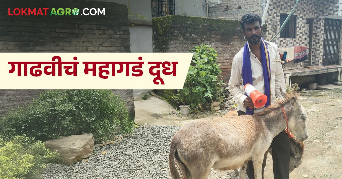 latest news Donkey Milk rate know the details