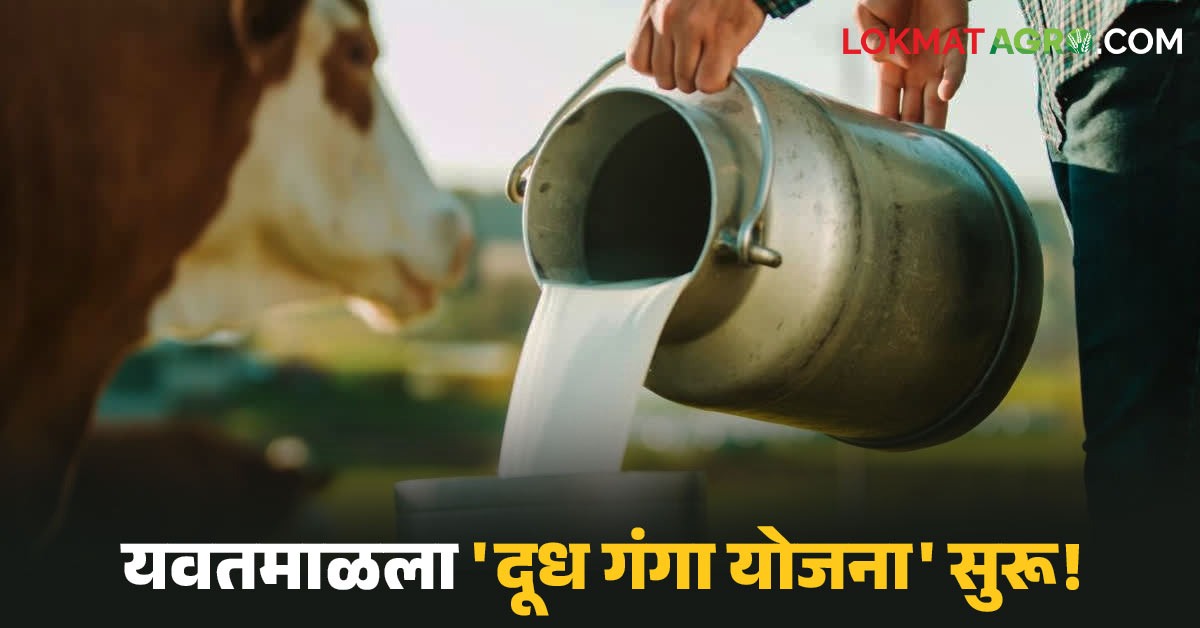 latest news Doodh Ganga Project: Big opportunity for Yavatmal farmers ...