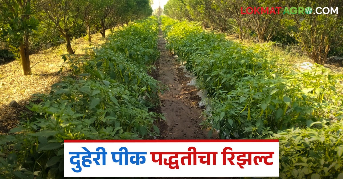 Orange and Chilies Double Cropping experiment read in details.