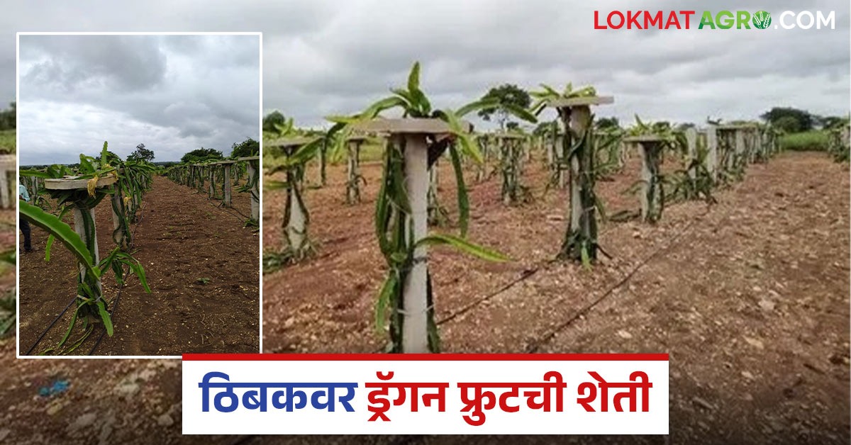 Dragon Farming : खडकाळ माळरानावर ठिबक सिंचनाद्वारे फुलतेय ड्रॅगन ...