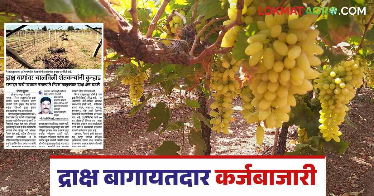 Draksha Bag : चार हजार कोटींचा द्राक्ष इंडस्ट्री धोक्यात; ३० हजार एकर ...