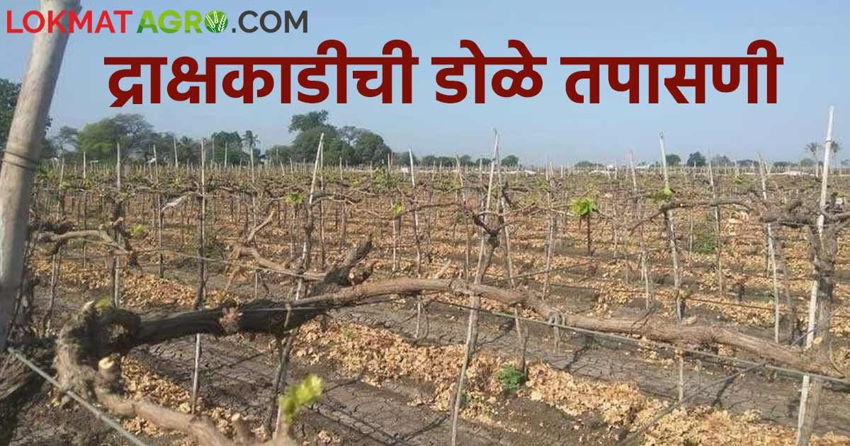 Grape Crop Management : द्राक्षबागेतील काडीची डोळे तपासणी का गरजेची ...