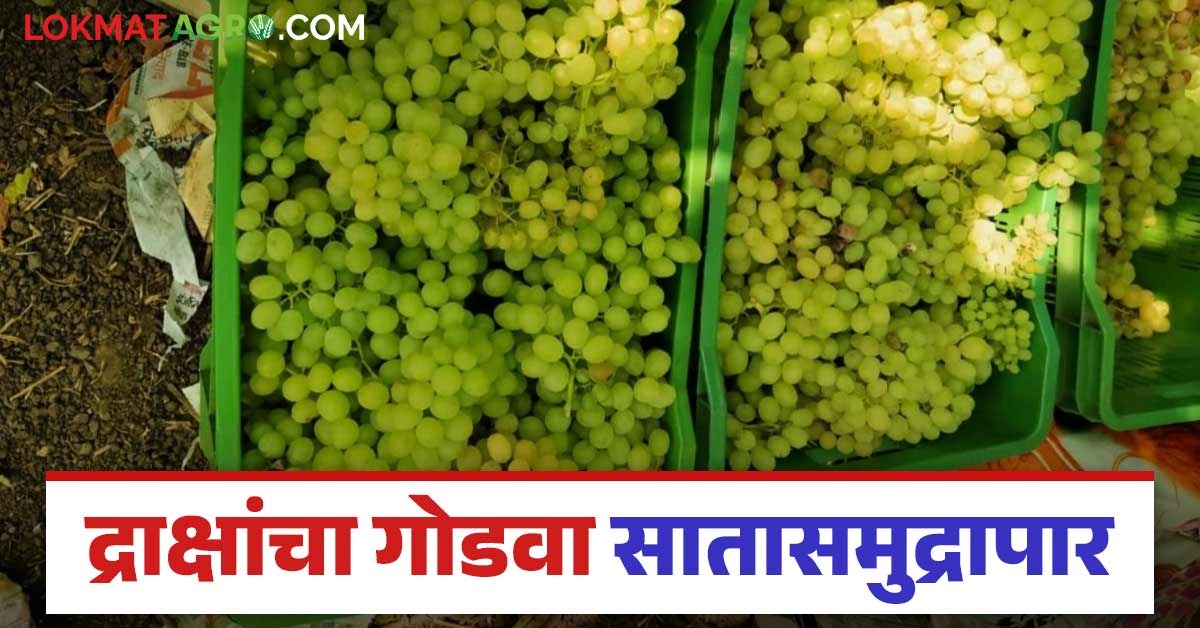 Nashik Grape Export : नाशिकच्या द्राक्षांचा गोडवा जागतिक बाजारात, 28 ...
