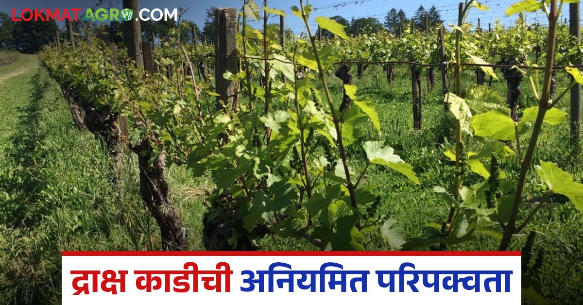 द्राक्ष काडीच्या परिपक्वतेमध्ये अनियमितता का दिसून येते, उपाय काय करावा ...
