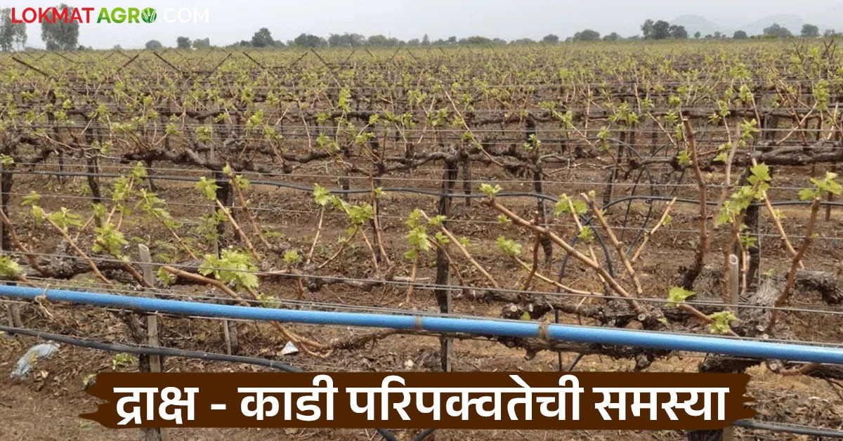 Grape Farming : द्राक्ष बागेतील काडी परिपक्वतेसाठी काय कराल, जाणून घ्या ...