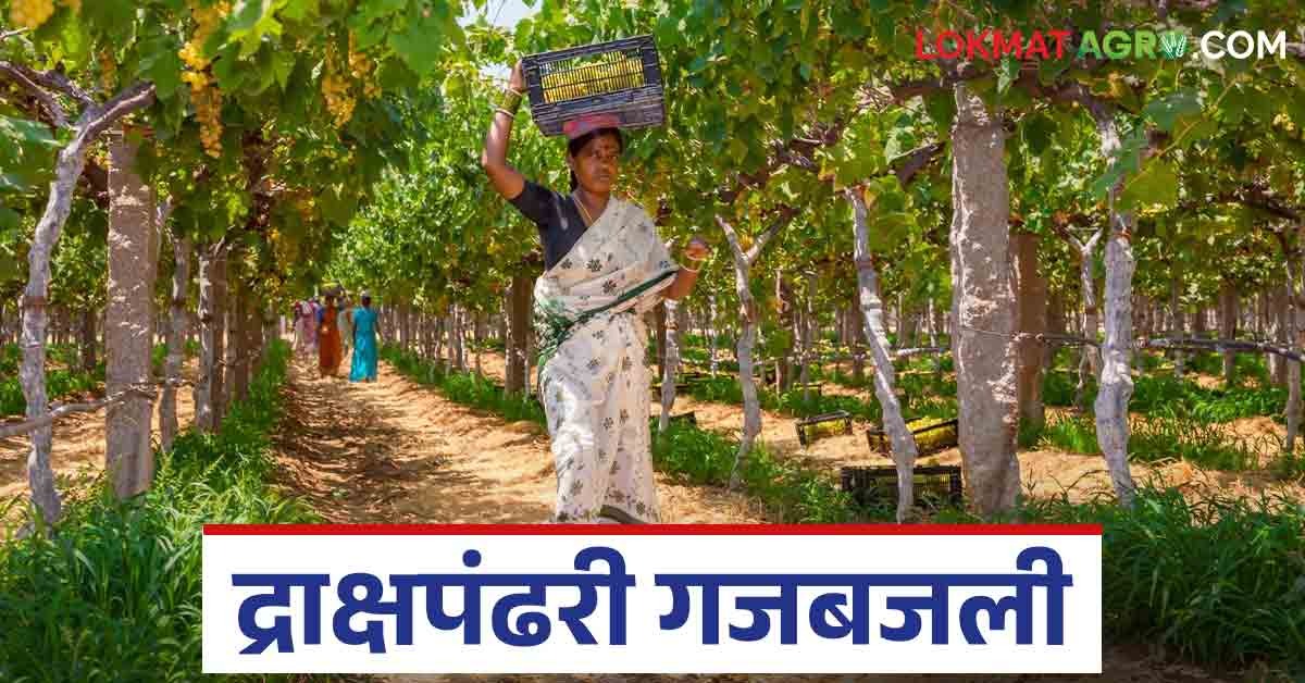 Nashik Grapes Season : नाशिक जिल्ह्यात द्राक्ष हंगाम सुरू, तीन महिन्यात ...