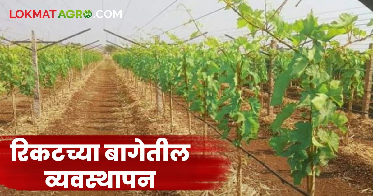 Draksh Bag Management : रिकटनंतर द्राक्ष बागेतील व्यवस्थापन 'या' गोष्टी ...