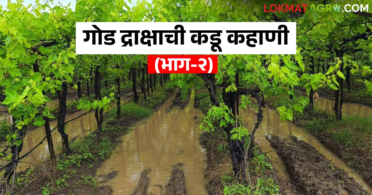 Draksha Sheti: अन्य फळबागांपेक्षा द्राक्ष अत्यंत खर्चिक पीक; नुकसान ...